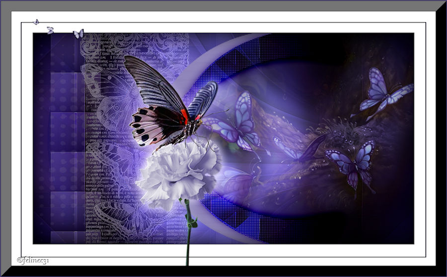 Le blog de Libellule: Morpho bleu