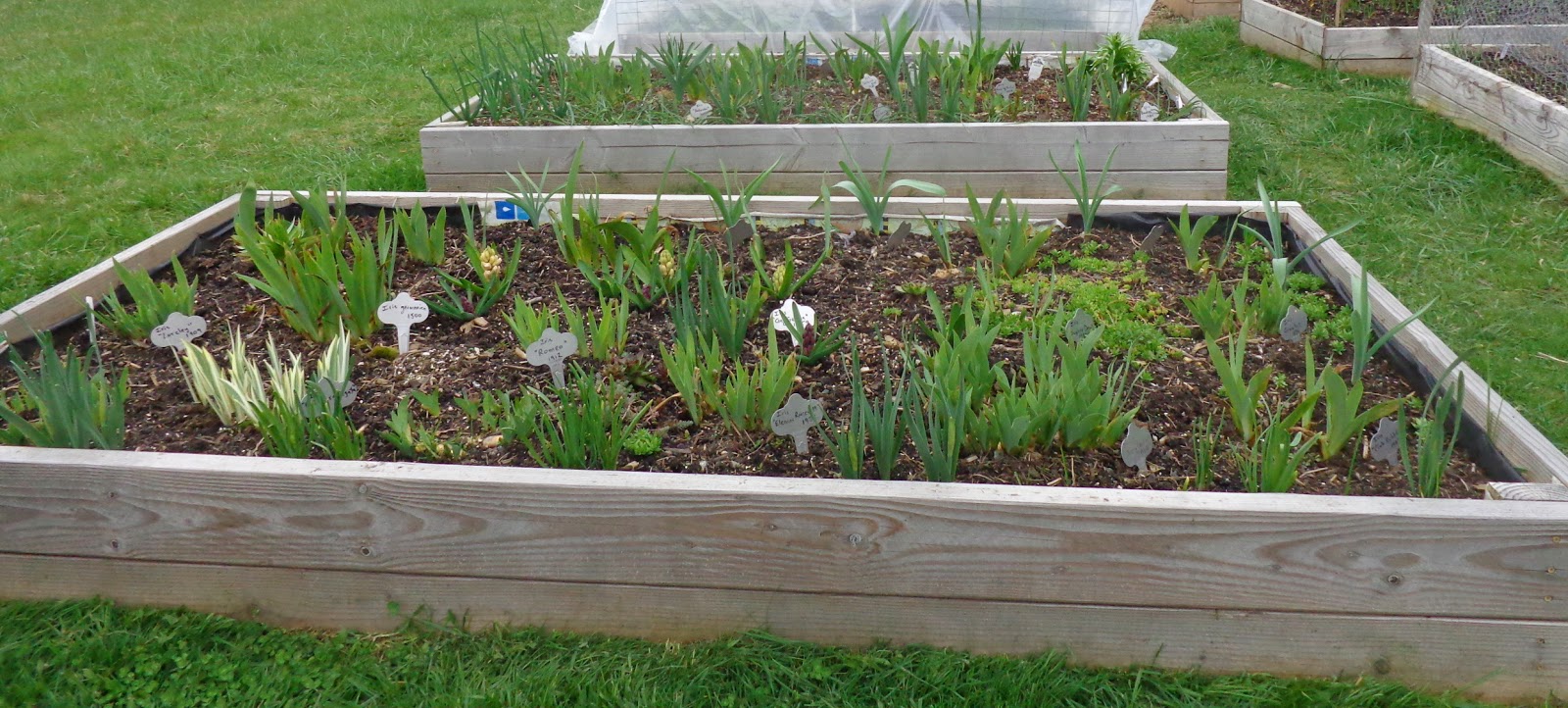Daniel's Pacific NW Garden: Bearded Iris Beds. Progress Report. 3/16/14