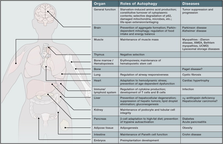 Review of Autophagy - renovation of tissues and cells | NextBigFuture.com