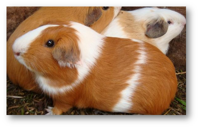 COMO PREPARAR UN CUY CON PAPAS | Secretos D Cocina