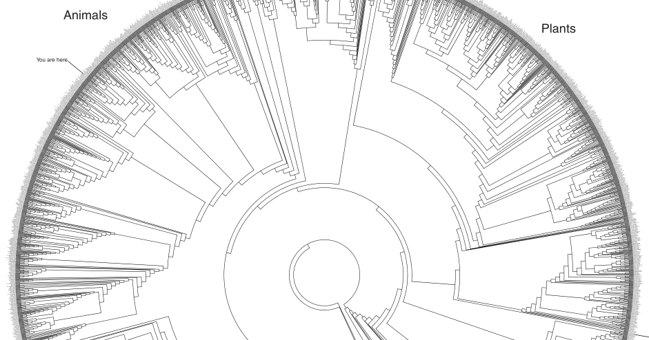 Human Designs: The Tree