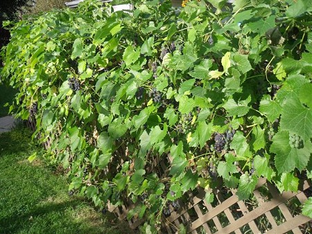 Regina Horticultural Society: Valiant Grapes in Saskatchewan