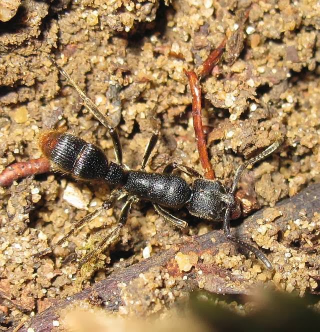 Photos and Info on Ants and Termites of Malaysia: 2018