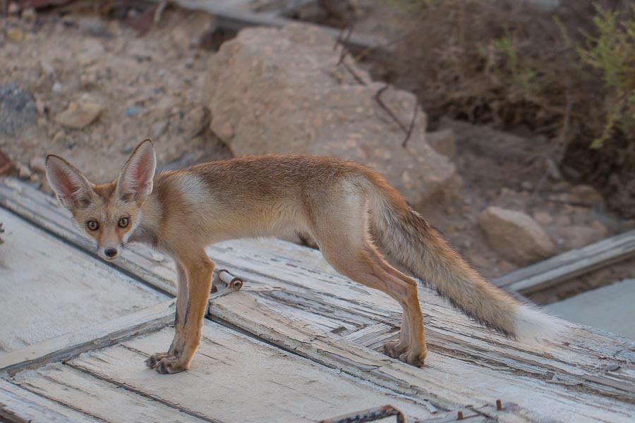 Birds of Saudi Arabia: A very close encounter with an Arabian Red Fox ...