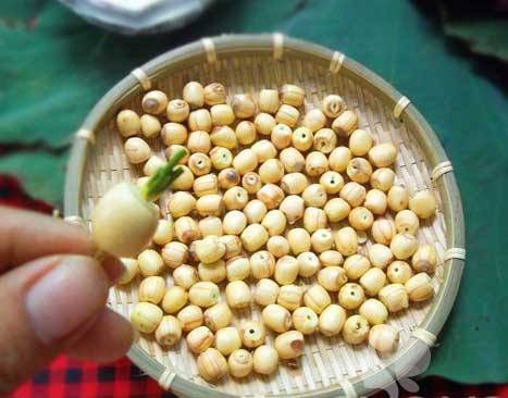 Cách tách lấy tim sen nhanh gọn bất kỳ ai cũng có thể thực hiện ~ Thảo ...