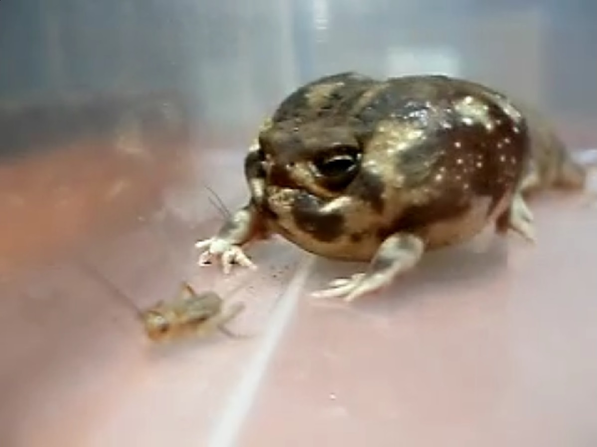 Real Monstrosities: It's hard to keep a good cricket down!