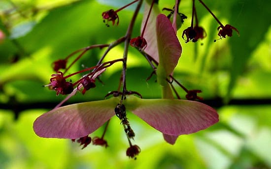 Seminte si plante de gradina hobby: Artar japonez-Acer palmatum ...