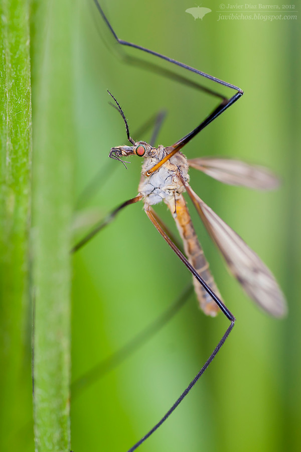 Bichos y plantas de León: Tipulidae