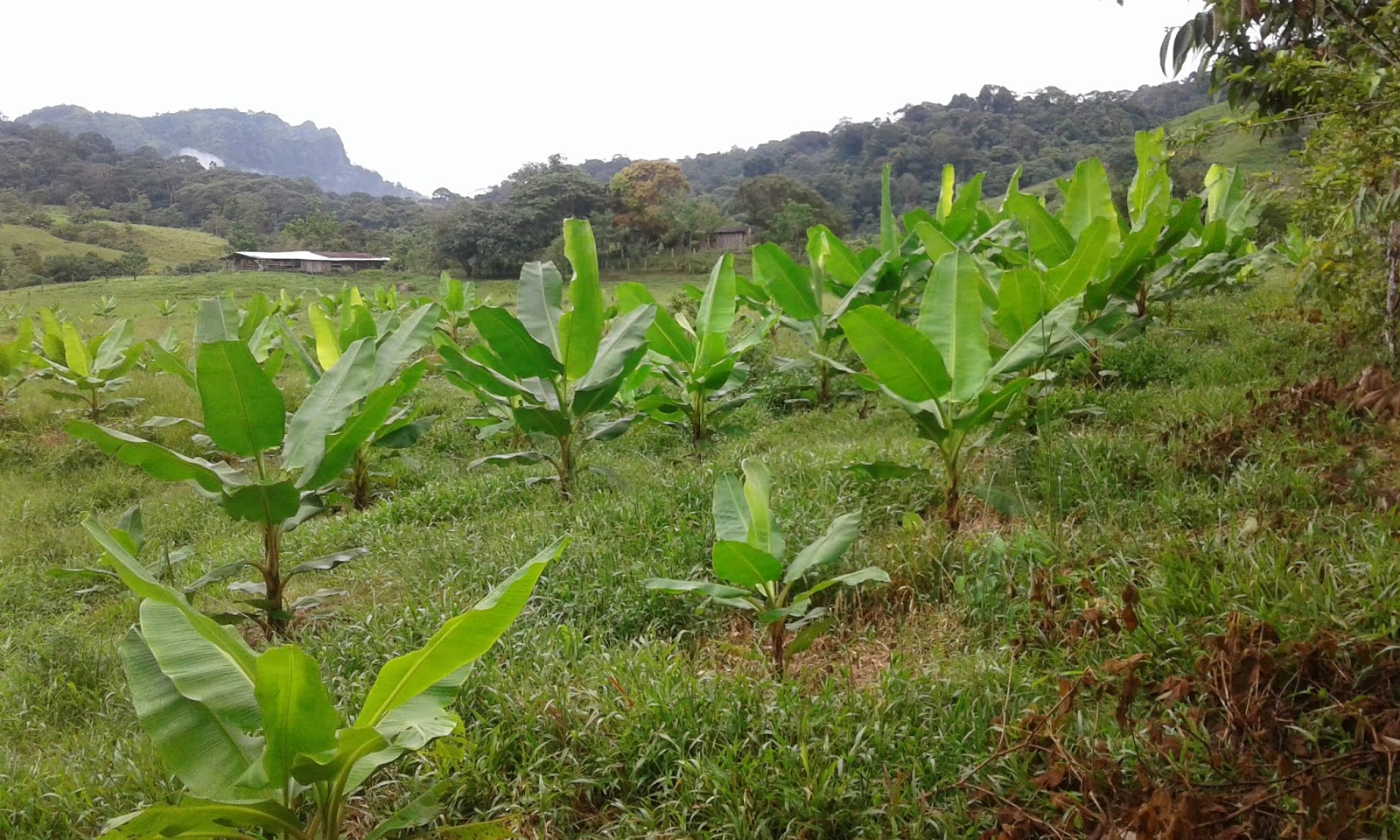 Prácticas de precosecha, cosecha y poscosecha del Bananito o Banano ...