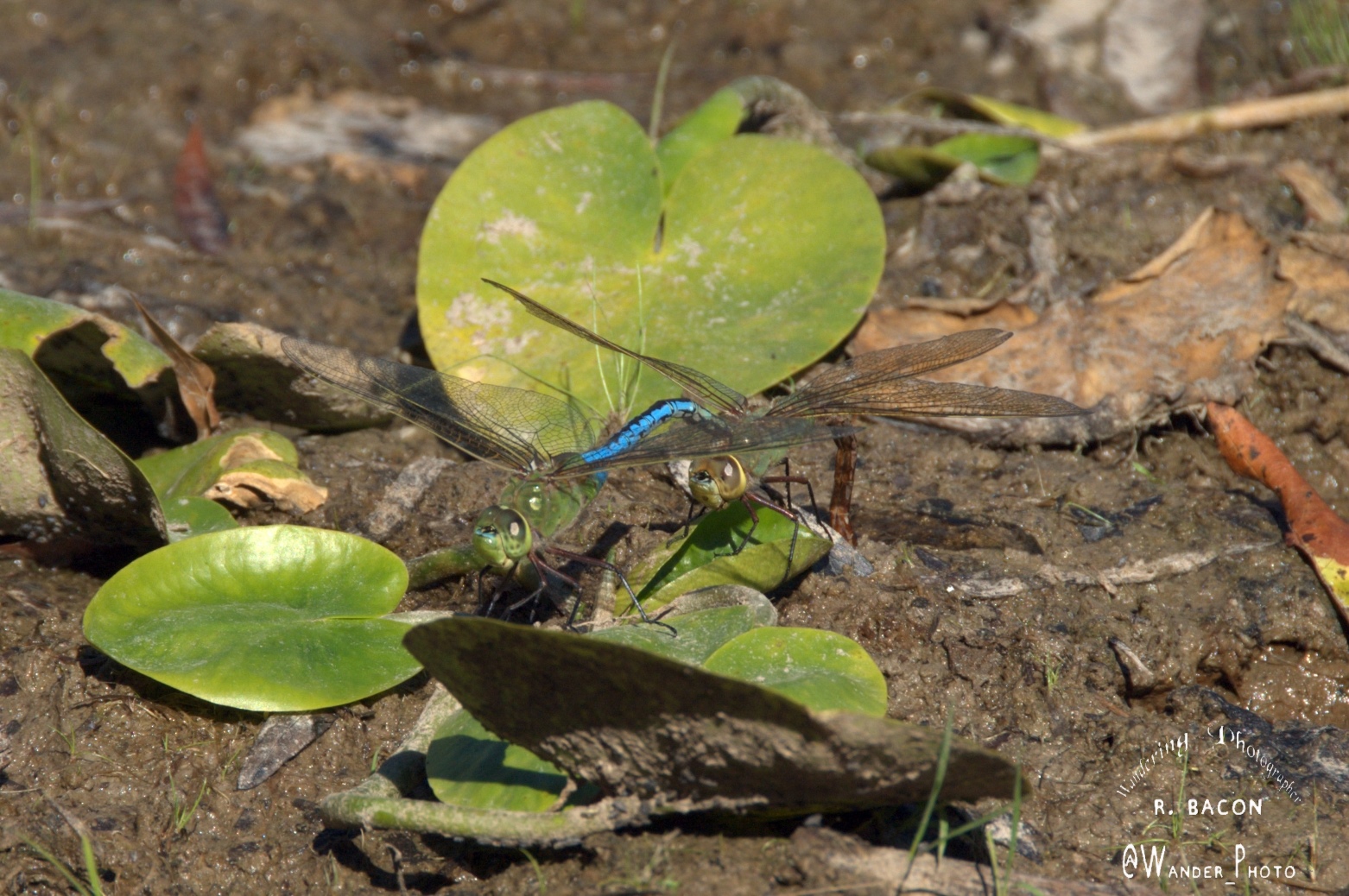 Wander Photo: Shiloh: Battles, Indians, and Monuments to Death