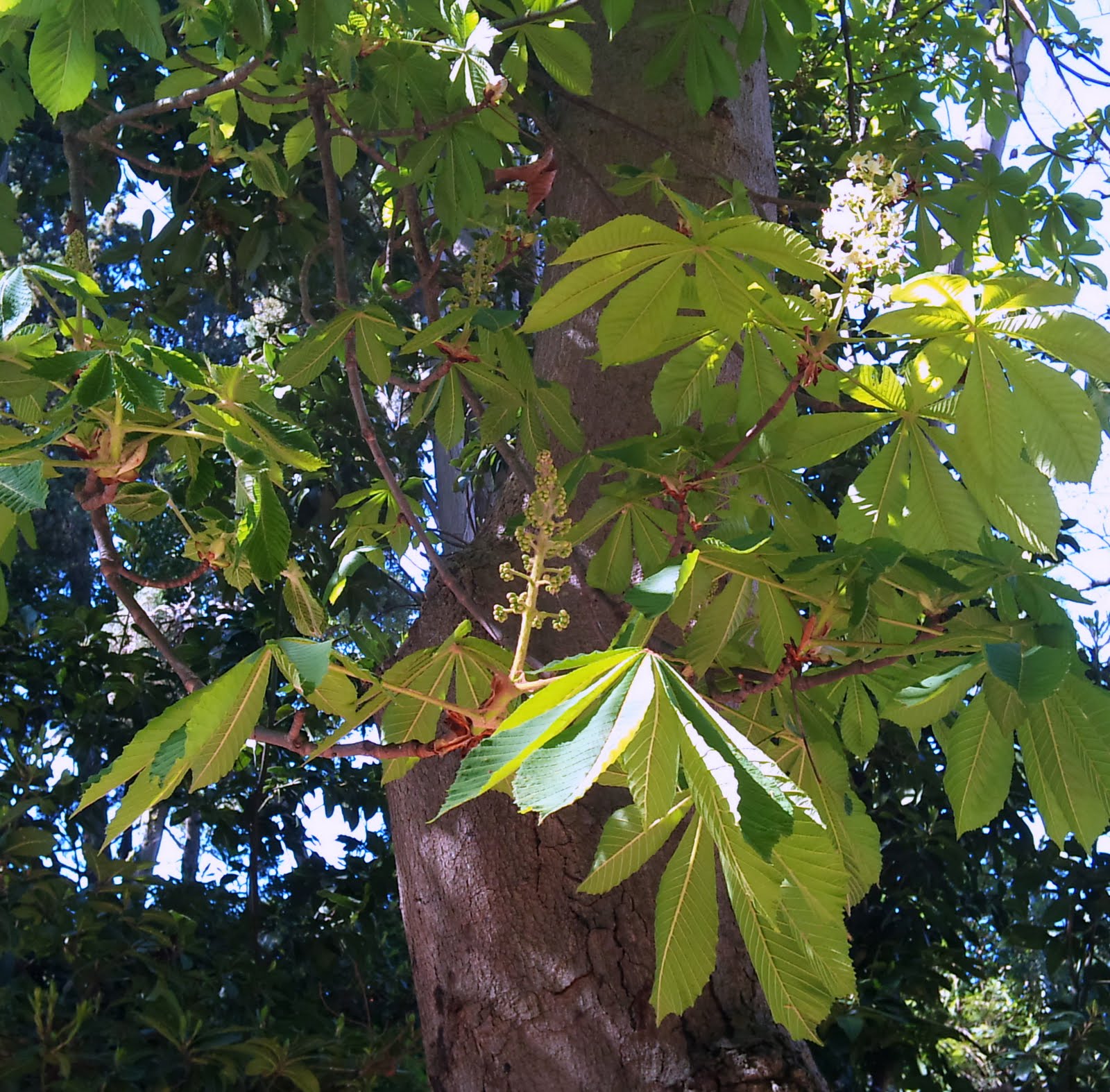 Árboles con alma: Castaño de Indias. Castanyer d'India. (Aesculus ...