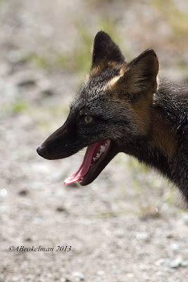 Ann Brokelman Photography: Cross Fox, Norris Point, Newfoundland Sept 2013