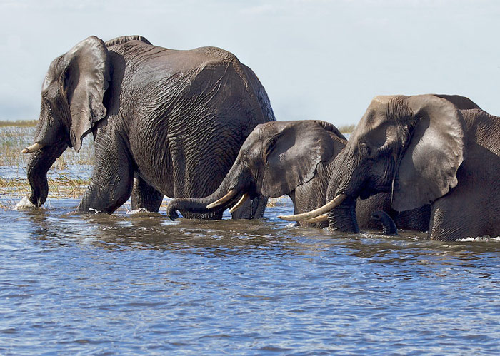 Gateway Gallery: More Art from Guest Artists Diane Tessman, Garry ...