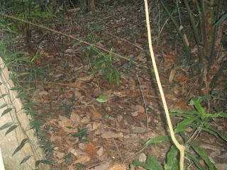 A Wandering Naturalist: West Malaysia: An Urban Pitta