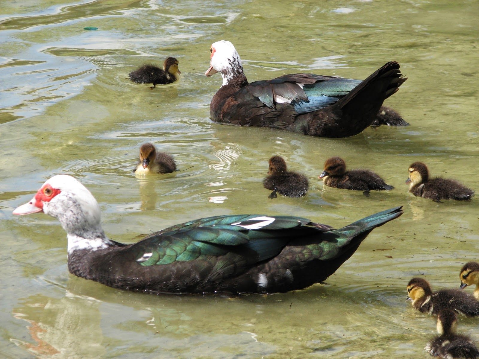 Bonao Internacional: MAMA PATA Y PAPA PATO , NADANDO CON SUS PATICOS ...