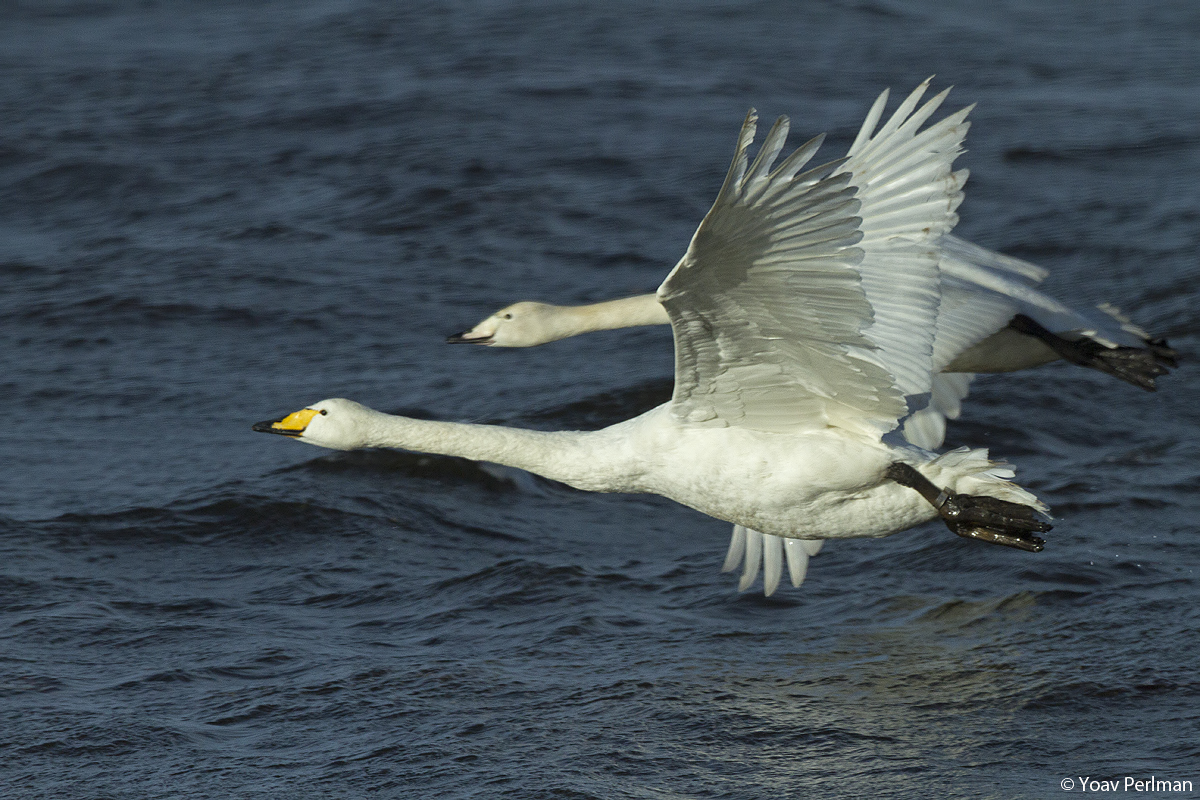 Welney Whoopers | Focusing on Wildlife