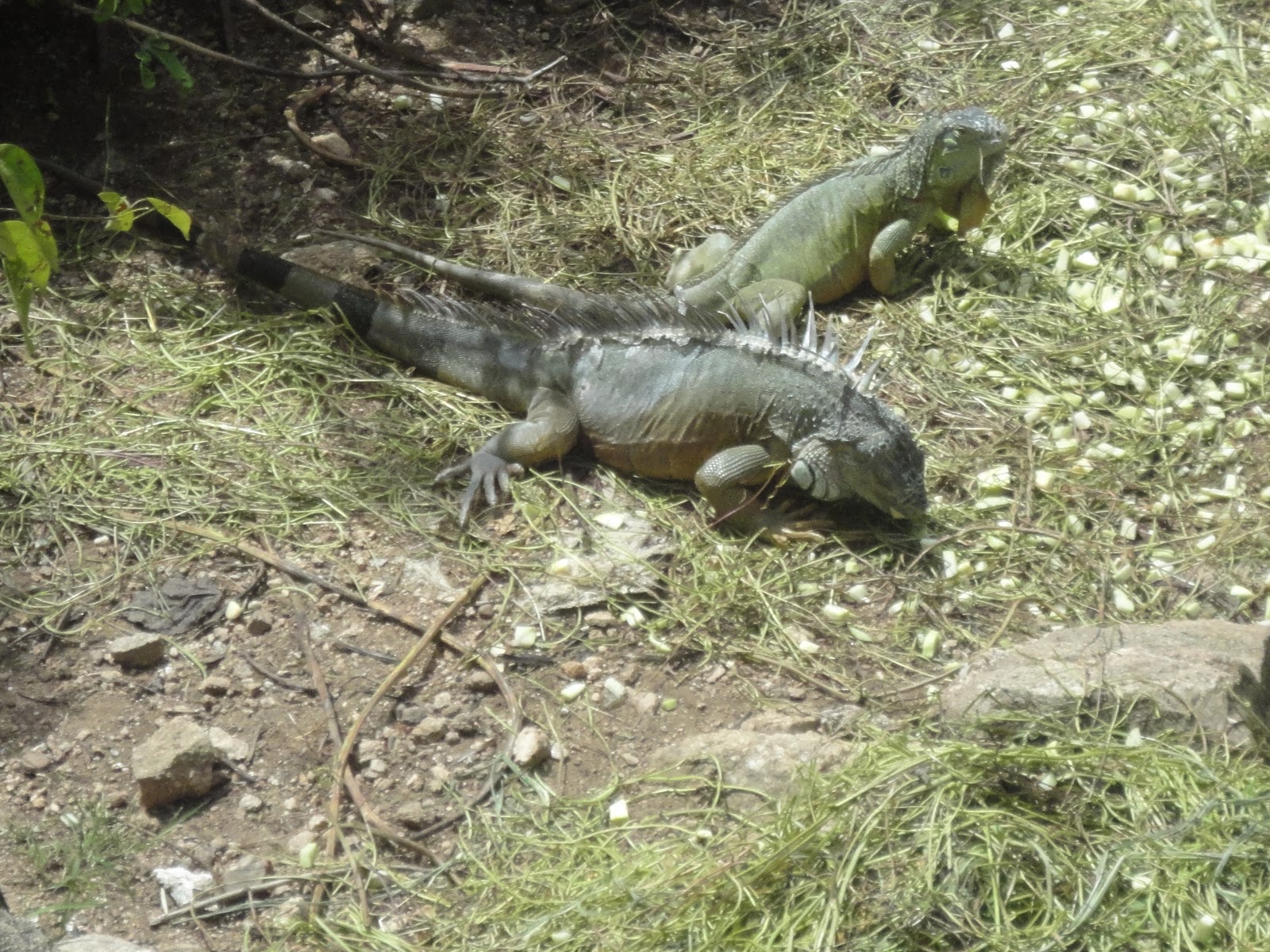 Belleza de la Costa Oaxaqueña: Conservacion de las Iguanas