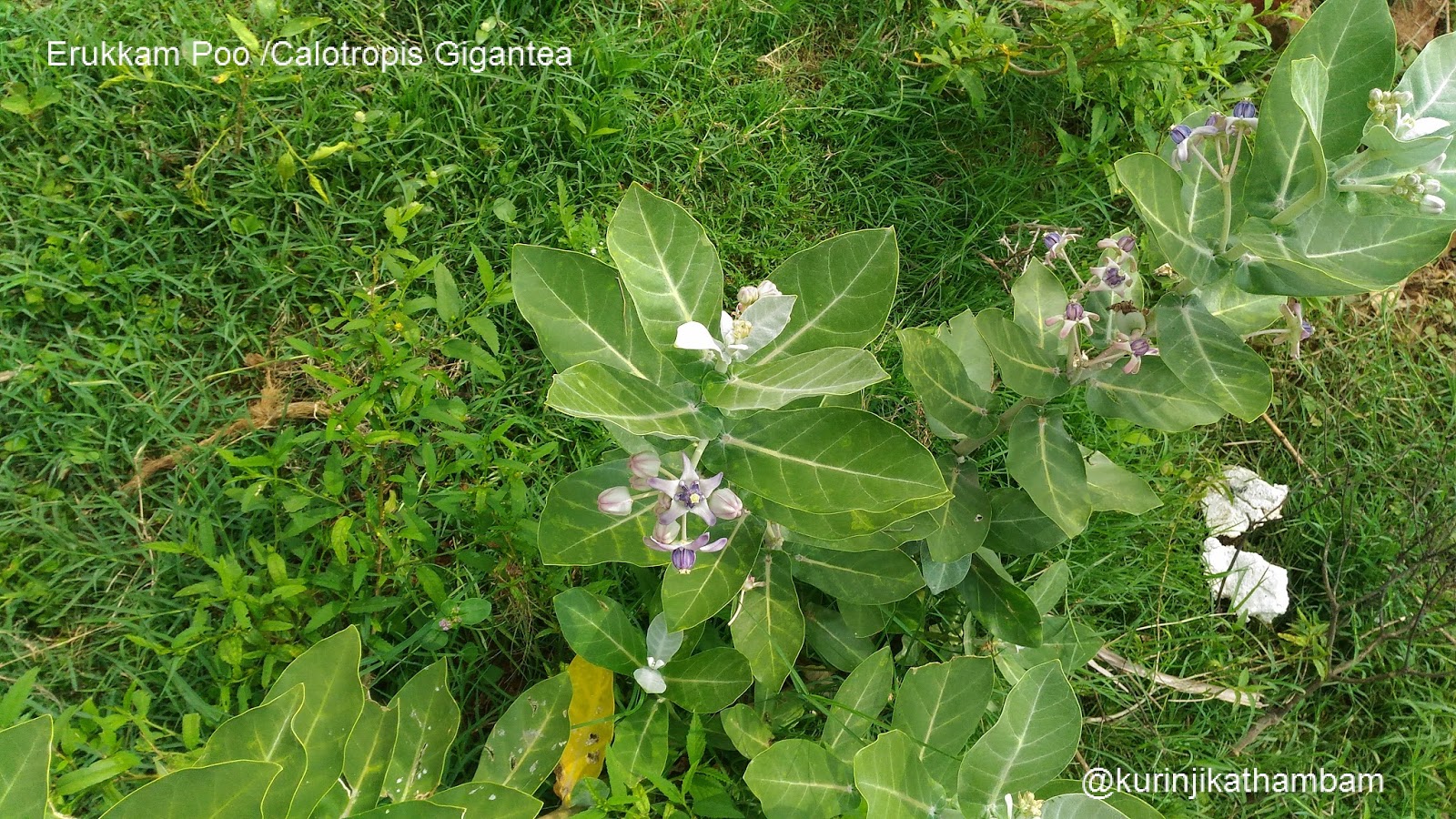 Flowers from My Cam: 5. Erukkam Poo / Crown Flower ~ Kurinji Kathambam