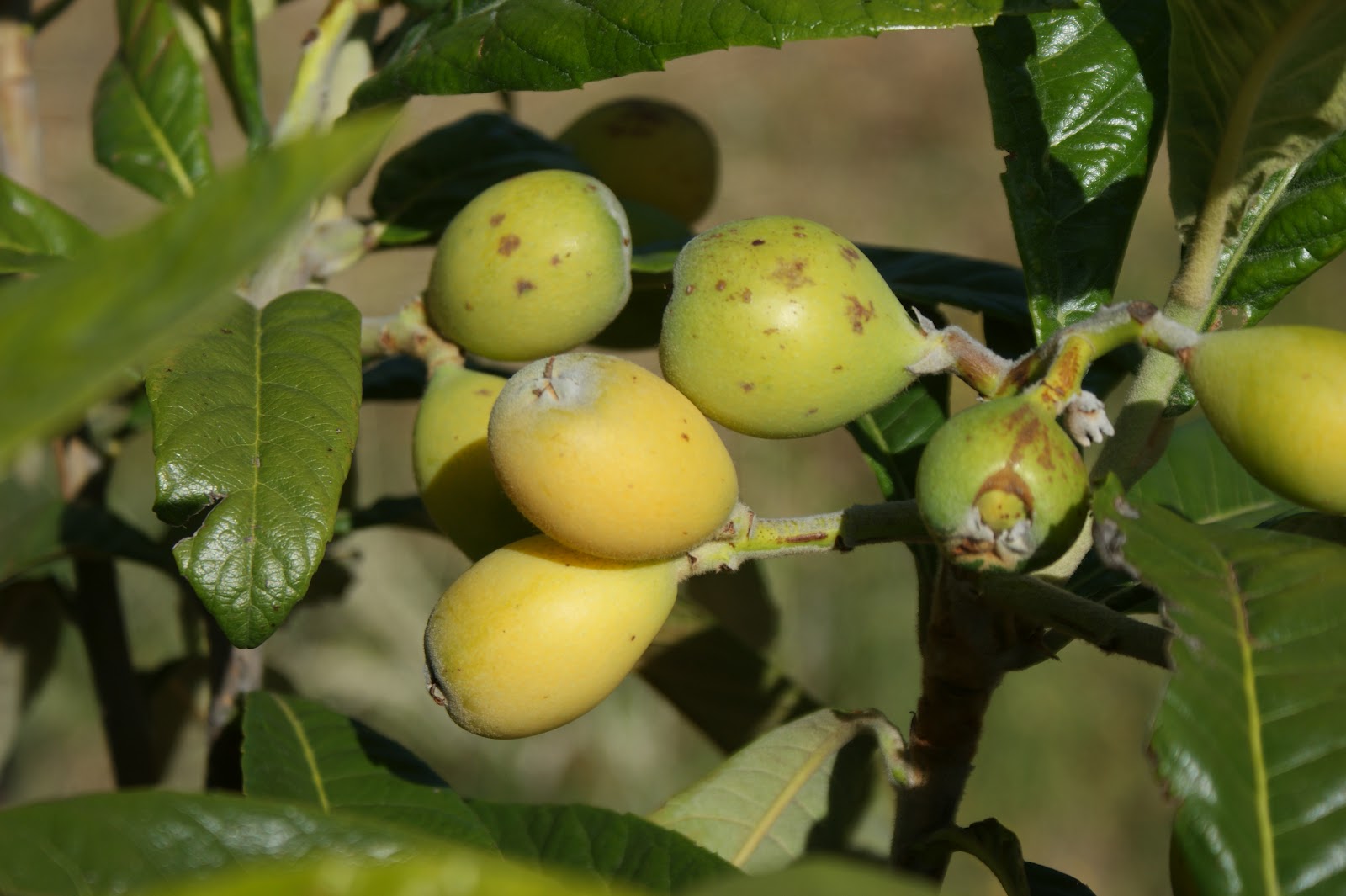 CULTURAS NO CAMPO: NÊSPERAS