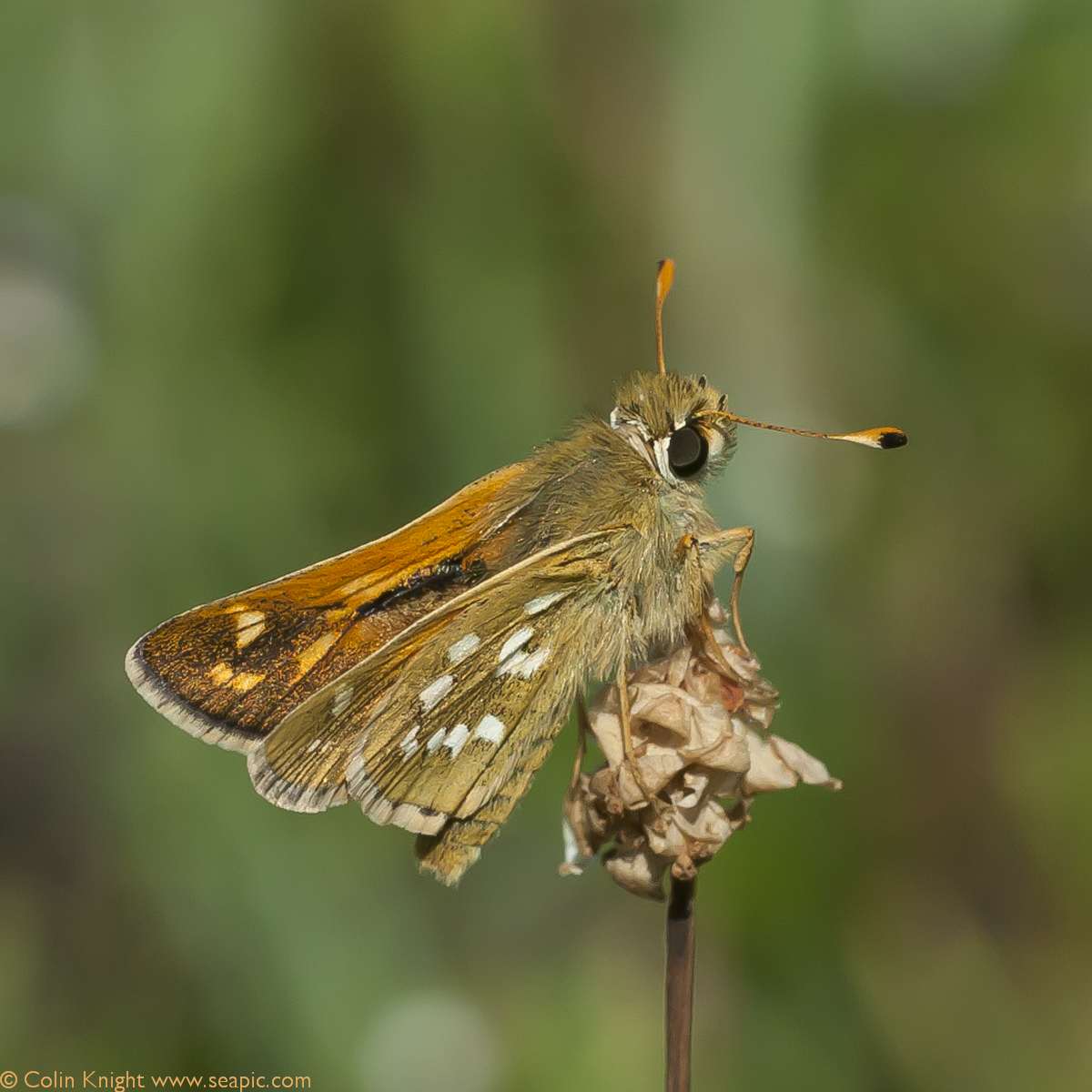 Postcards from Sussex: Clouded Yellow & Silver-spotted Skippers