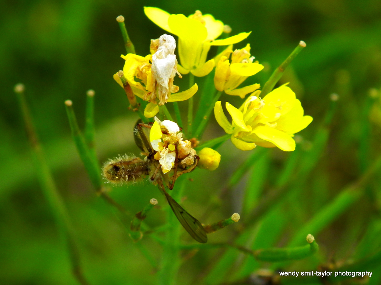 Pembrokeshire Wildlife: the upside down world of flies
