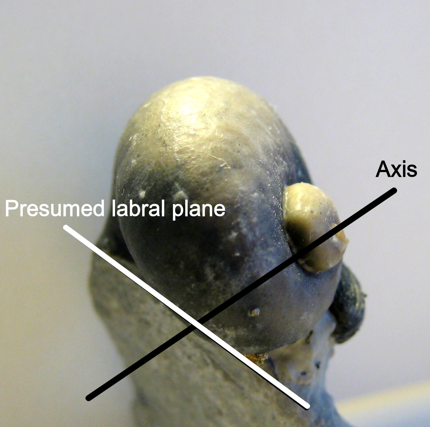 Fossils and Other Living Things: Conrad's Description of Platyostoma ...
