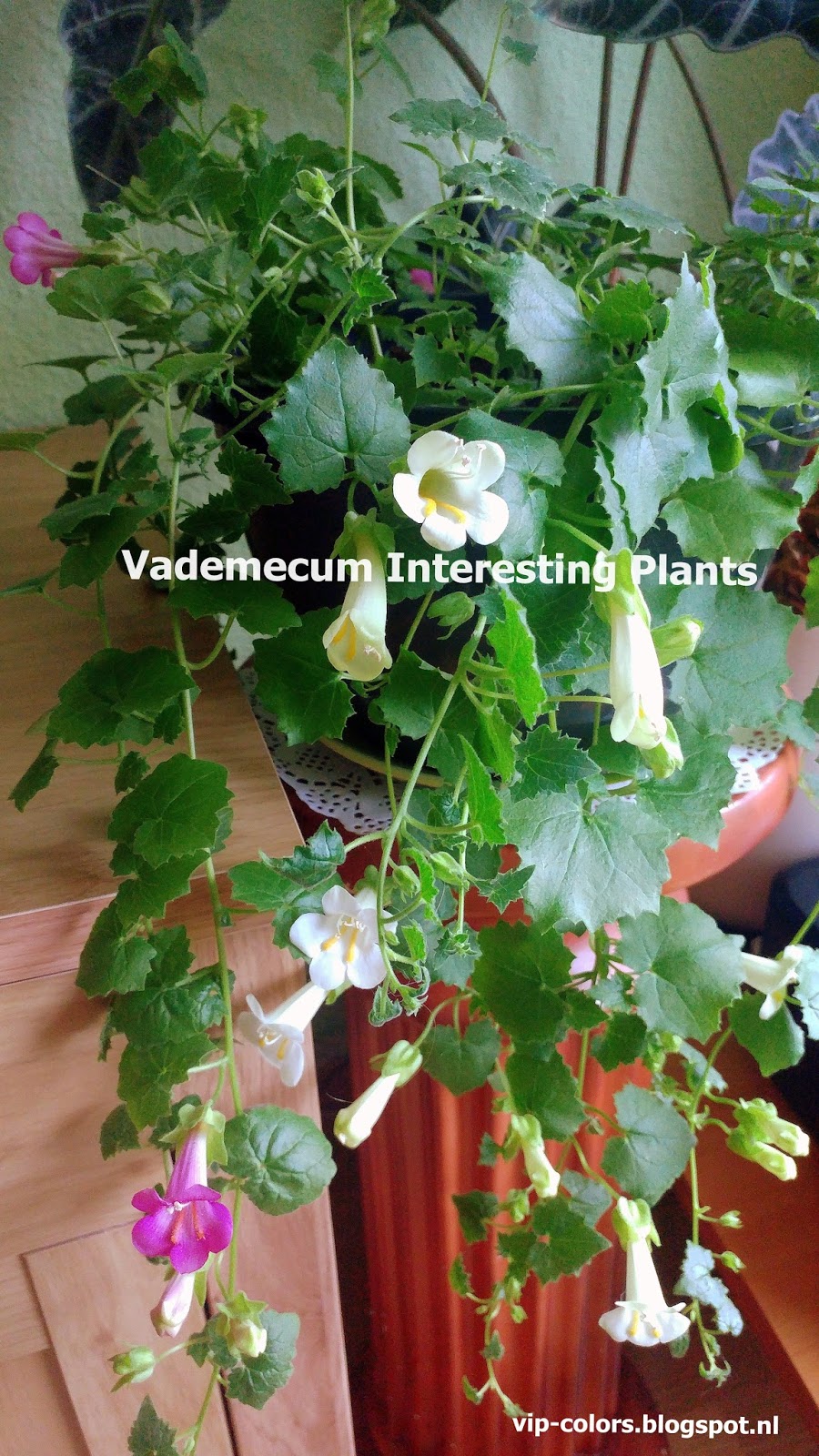 Vademecum Interesting Plants: Lophospermum erubescens - Lofos ...