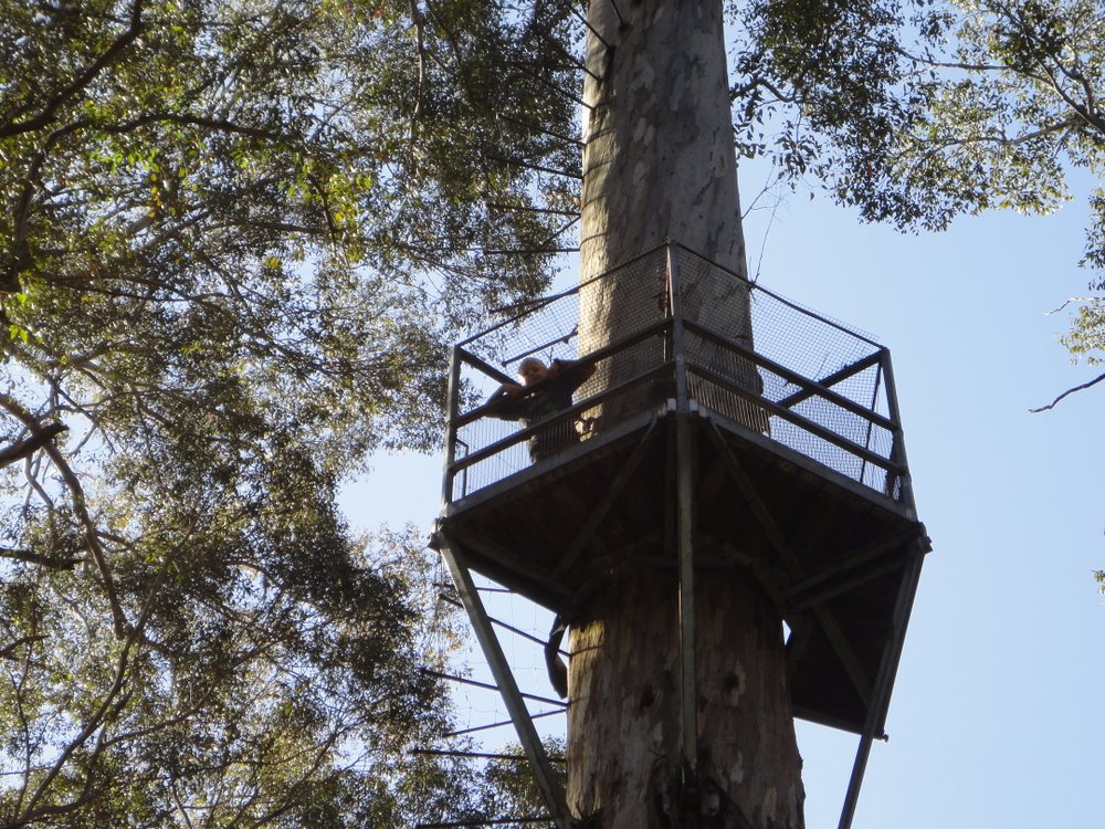 Norfolk Nomads: Gloucester Tree