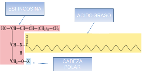 blog-bioquimica: Lípidos y Membrana