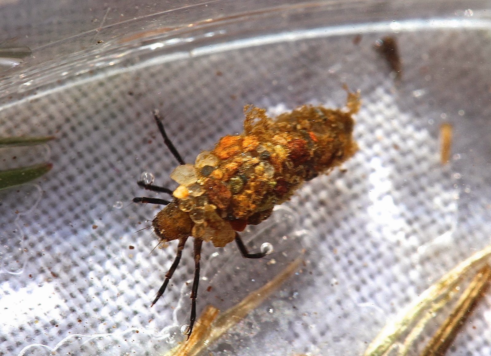 Aquatic Insects of Central Virginia: The small winter stonefly ...