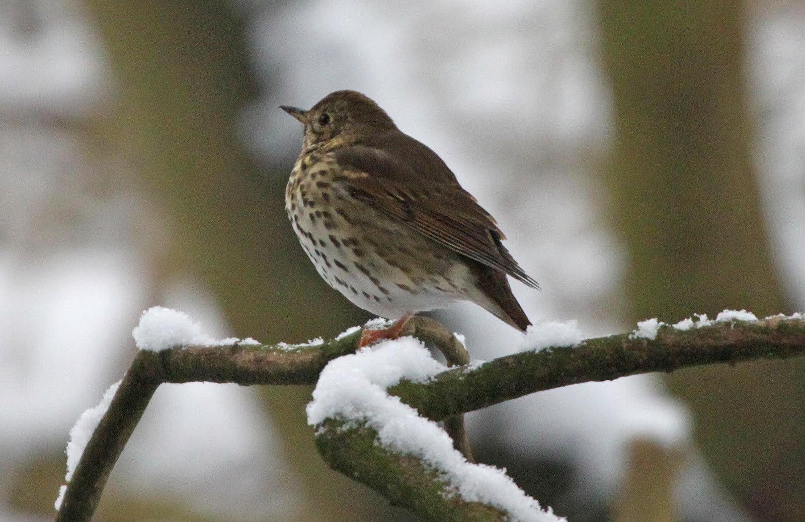 COLNE VALLEY BIRDER: Rare Thrush the E.Mails