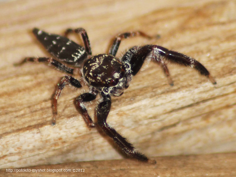 Bavia Jumping Spider (Bavia sp), Sumatra Indonesia