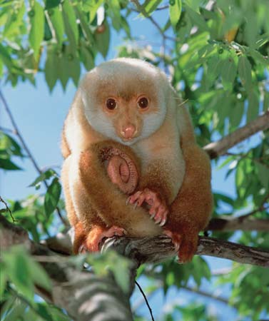 Pinoy In Papua New Guinea: Papua New Guinea Trivia #1