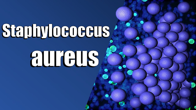Staphylococcus aureus