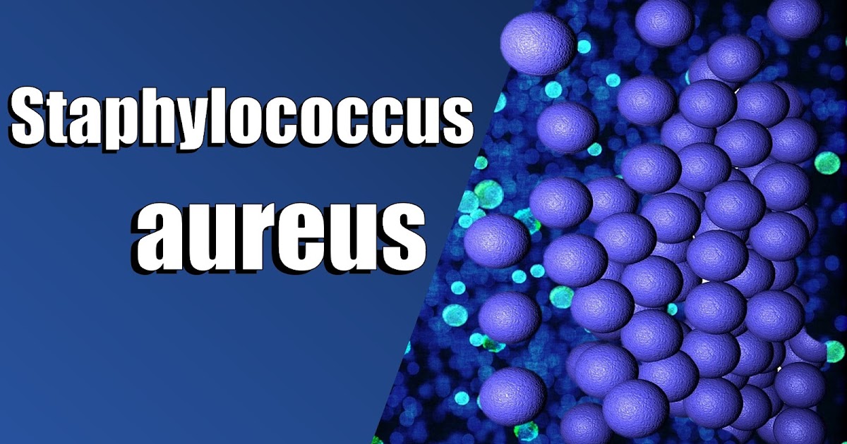 Staphylococcus aureus