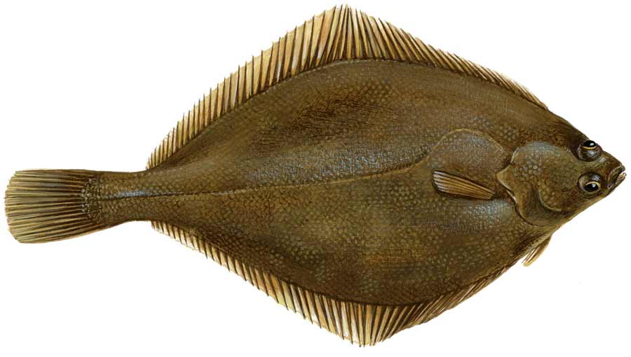 Especies marinas de interes bromatologico: Limanda limanda - Limanda