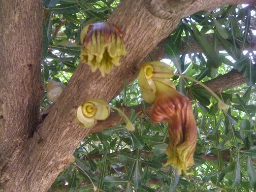 Reforestation and the Medicinal Uses of Trees -Liliana Usvat Research ...