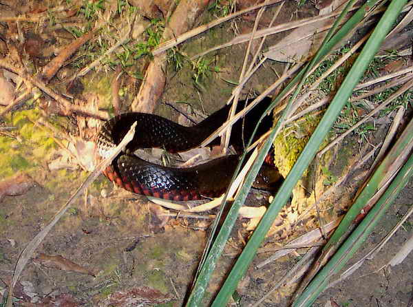 The world Top 12 poisonous snakes. | Strange and Amazing