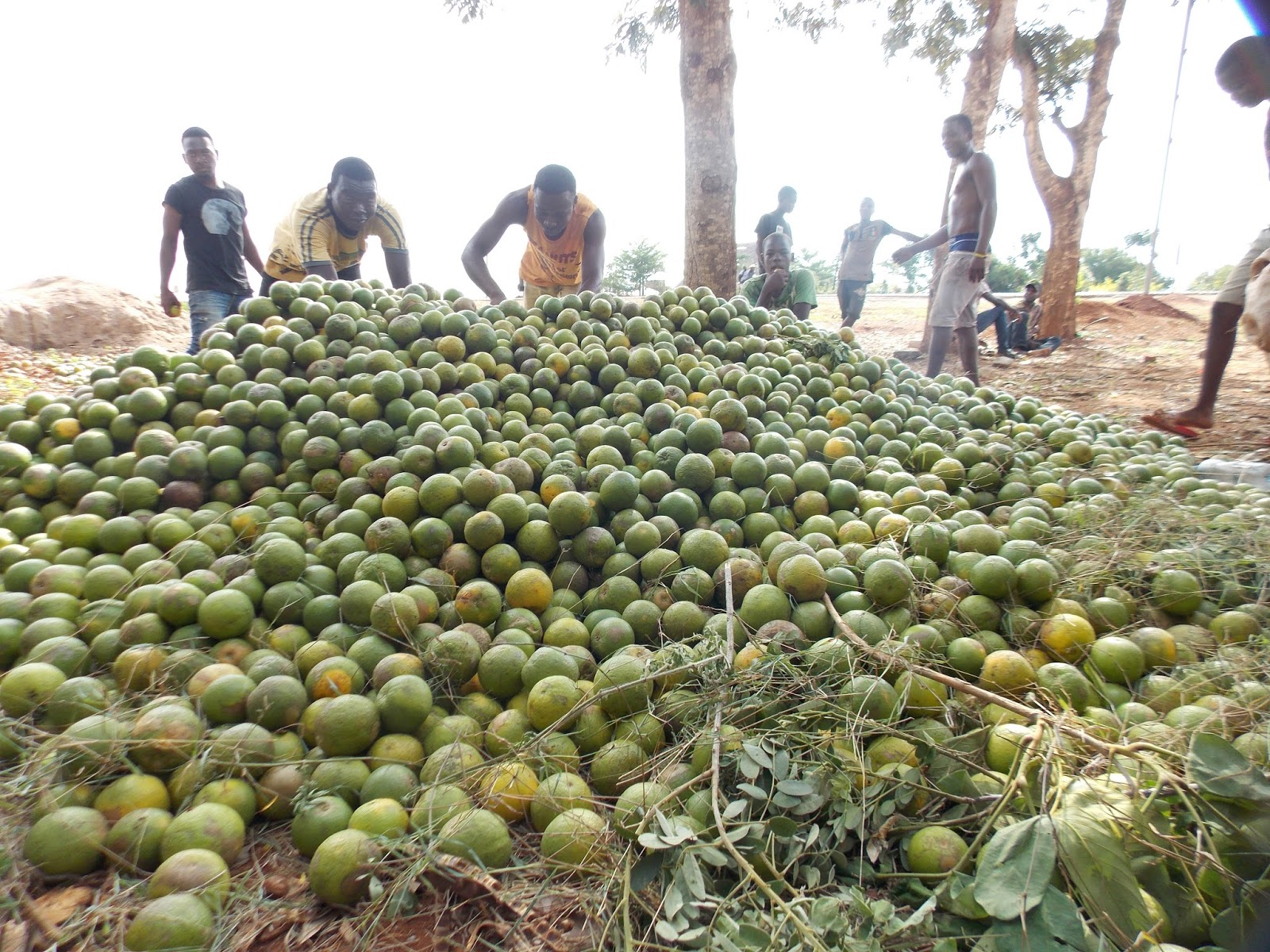 TANGA KUMEKUCHA: MSIMU WA MACHUNGWA SEGERA TANGA