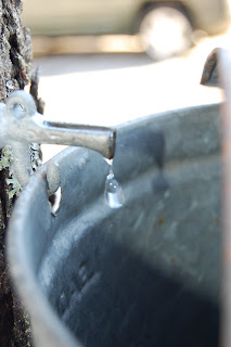 White Mountains Adventure Concierge: Maple Tree Tapping Ceremony March ...