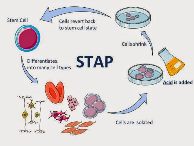 The Bohemian Budgie: Dr. Obokata and the STAP Spat