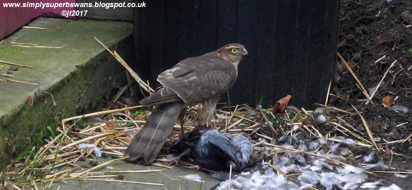 Simply Superb Swans: Sparrowhawk Kills Rescued Pigeon