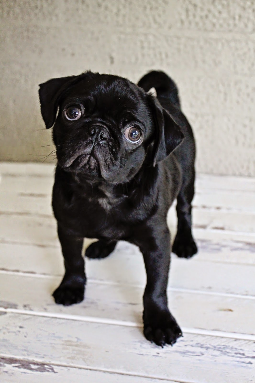 The Butlers: Pip the Pug