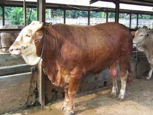Sapi Metal | Pembudidayaan Tumbuhan dan Peternakan