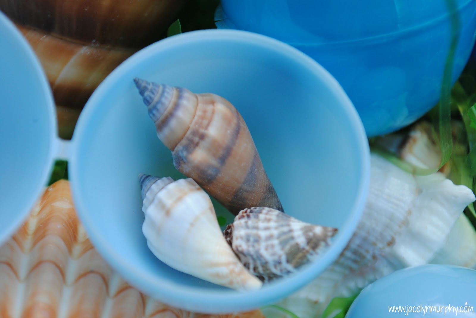 Jac o' lyn Murphy: Easter Egg SHELLS