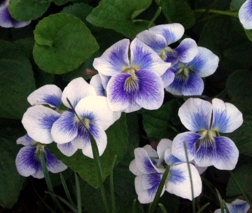 Content in a Cottage: Wild Violets, Cropped.
