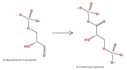 Mead: Art, Science, and Other Ramblings: Glycolysis for Zymurgists