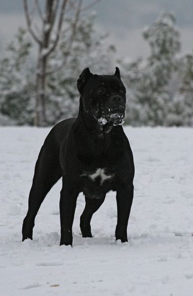 Rase de caini: Despre caini