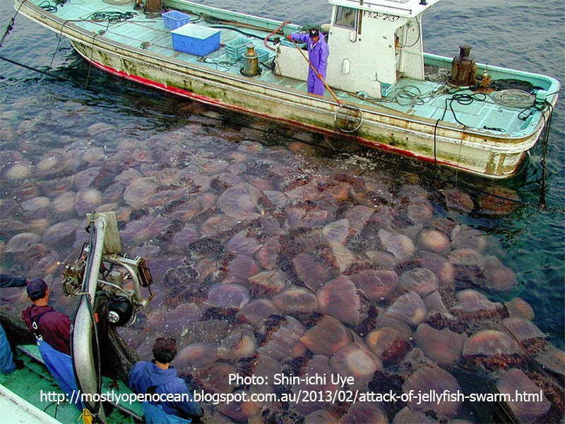 Bizarre Creature of the Day: Creature 12: Nemopilema nomurai