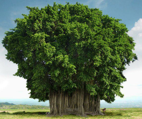 A Beautiful Banyan Tree | Most Beautiful Images